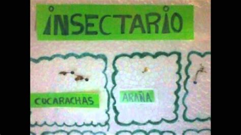 COMO HACER UN INSECTARIO Facil Y Sencillo XD YouTube