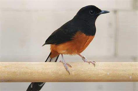 3 Tips Memahami Kotoran Murai Batu Yang Sehat Kenalilah Ciri Cirinya Dulu Pamankicau