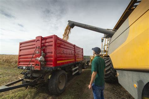 Farmer On Field During Harvest Soybean Stock Photo Image Of Happy