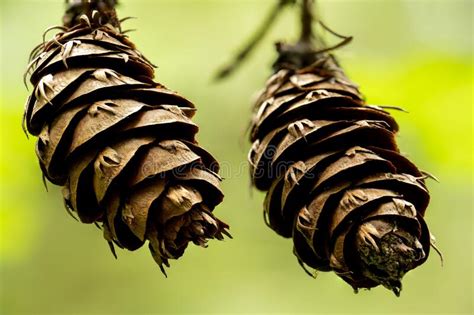 Shallow Focus Shot Of Two Pine Cones Stock Illustration Illustration