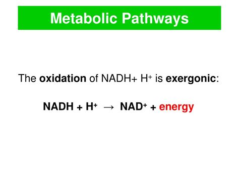 Ppt Metabolic Pathways Powerpoint Presentation Free Download Id
