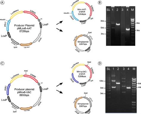 Generation Of The Minicircles By Cre Lox Recombination A C Schematic