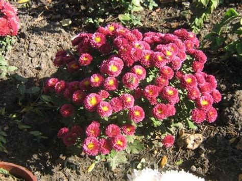 Хризантема мультифлора "Petit Purple" - Садовые цветы - купить в Одессе ...