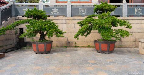 How Do I Grow A Chinese Elm Bonsai Tree From Seed Bonsai Tree Help