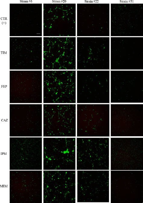 Figure 3 From Clinical Biofilm Ring Test® Reveals The Potential Role Of