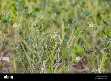 Soybean Field With Crop Damage Caused By Geese Eating Leaves Animal
