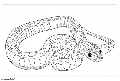 African Rock Python Coloring Page