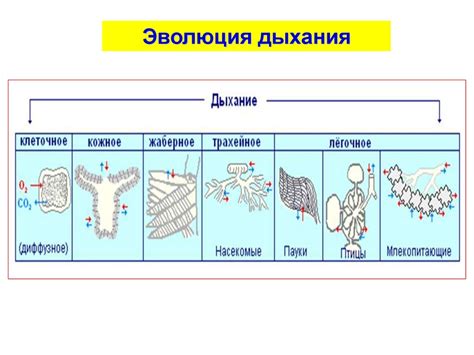 Эволюция органов дыхания презентация онлайн
