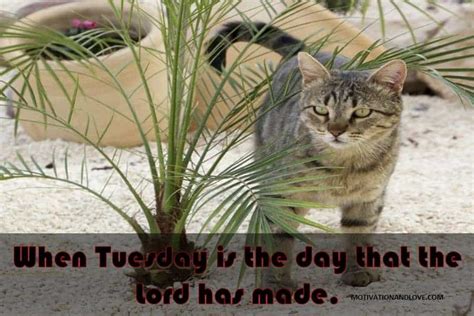 2025 Funny And Inspiring Tuesday Memes Motivation And Love