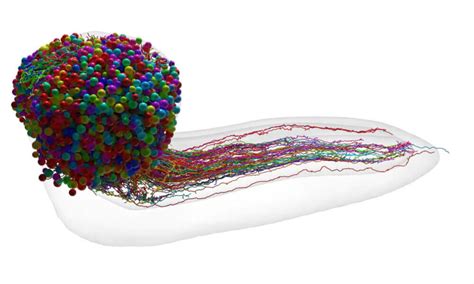 Brain Mapping Breakthrough The Beautiful Brain Of A Fruit Fly Larva