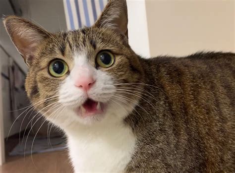 猫と生活日記