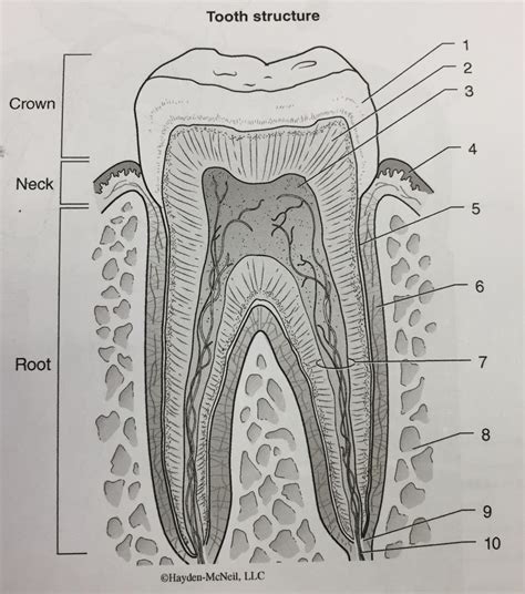 Draw And Label The Tooth Structure At Brock Hyland Blog