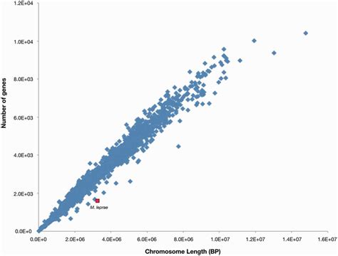 Genome Size Correlates Very Well With Gene Number Across Bacterial