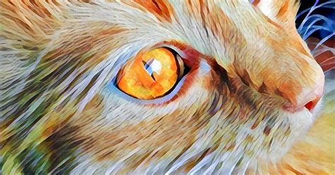 Checked Out That Prisma App After Some Hours I Give It A Solid Neat