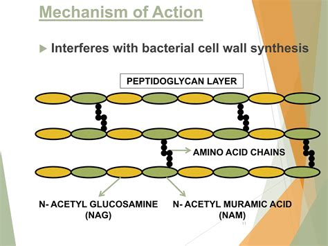 Antibiotics Affecting Cell Wall Synthesis Ppt