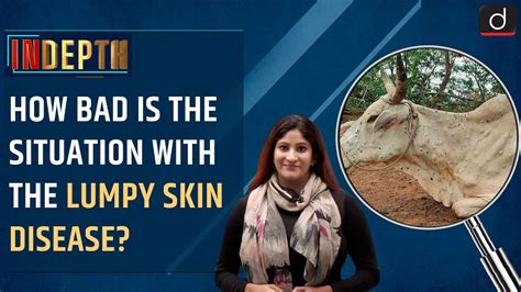 How Bad Is The Situation With The Lumpy Skin Disease Indepth
