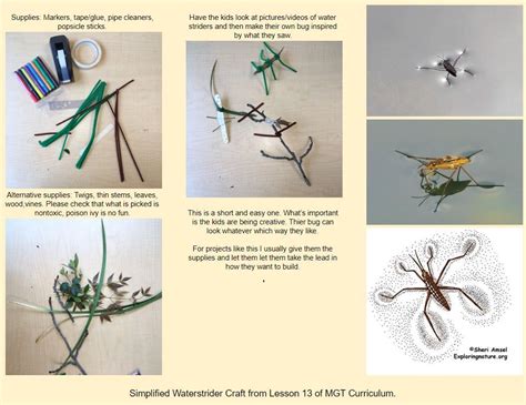 Water Strider Life Cycle