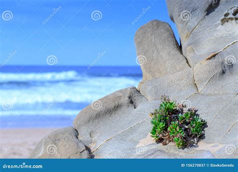 Planta Suculenta Cresce Em Uma Rocha Nua Perto Do Oceano Imagem De Stock Imagem De Naughty