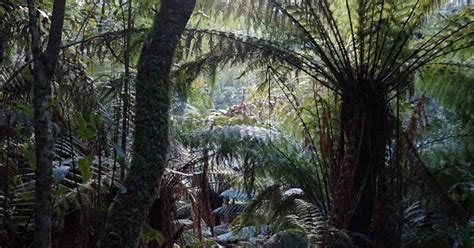 These Small Male Marsupials Give Up Sleep For Sex Then Die After