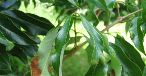 Garden Guy Hawaii Lychee Mite