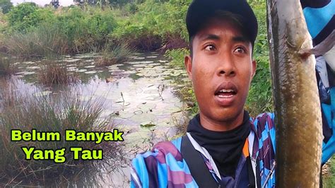 Habitat Ikan Gabus Yang Jarang Di Pancing MANCING IKAN GABUS YouTube