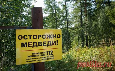 В Красноярске ввели режим повышенной готовности из за медведей Власт