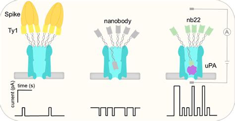 Nanopores Can Contribute To Faster Identification Of Diseases