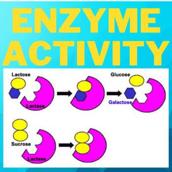 Enzyme Activity By Stumble Upon Science TPT