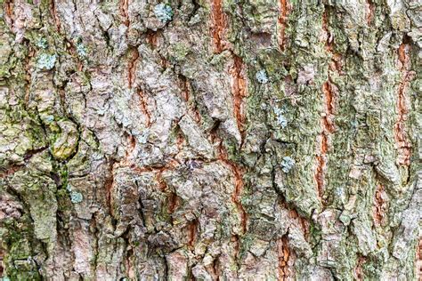 Uneven Bark On Old Trunk Of Ash Tree Close Up 11392237 Stock Photo At