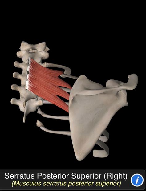 Serratus Posterior Superior Artofit