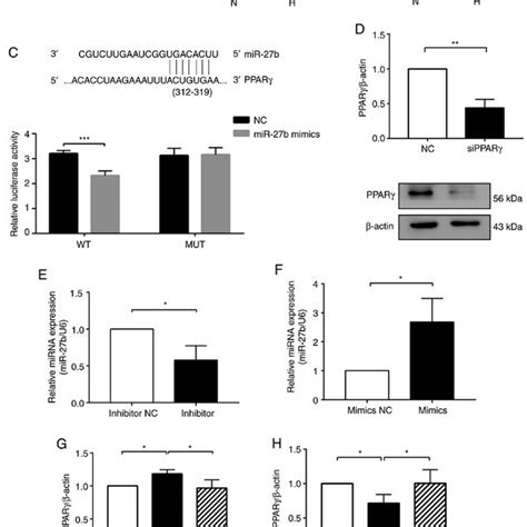 Mir 27b Suppresses Pparγ Expression By Targeting The Pparγ Gene A Download Scientific