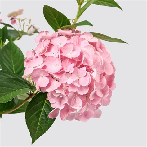Hydrangea Macrophylla Light Pink Patch