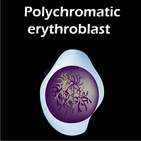 Reticulocyte Stock Illustrations 40 Reticulocyte Stock Illustrations Vectors And Clipart