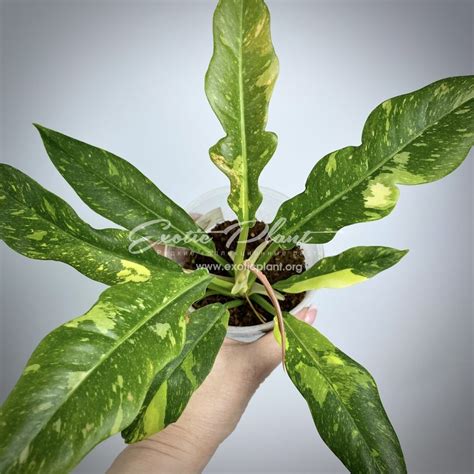 Philodendron Ring of Fire - exoticplantshop.org