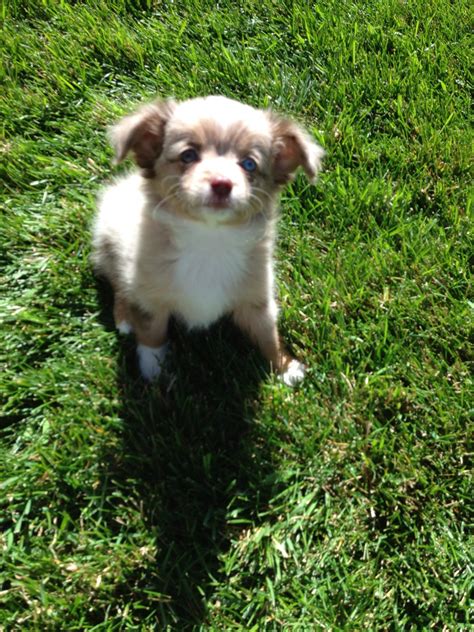 Why am I so cute? : r/miniaussie