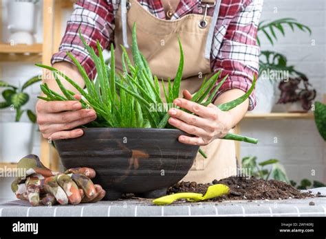 The Hands Of Woman In An Apron Potting Transplanting And Reproduction