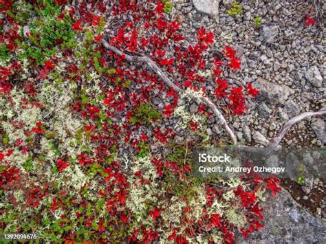 가을에는 밝은 색상의 다양한 이끼의 아름다운 툰드라 카펫 바위에 빨간색 녹색 노란색 식물 클로즈업 텍스처 0명에 대한 스톡 사진 및 기타 이미지 Istock