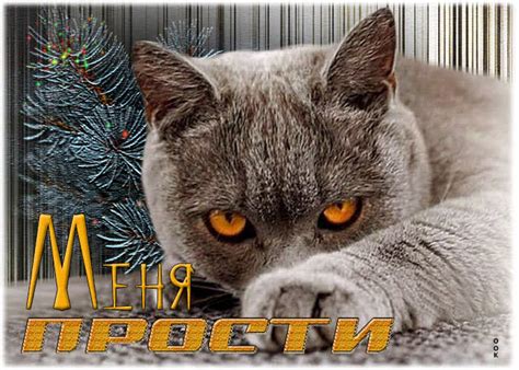 Супер гиф открытка с котиком Меня прости Скачать бесплатно на