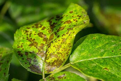 10 Birds Nest Fern Problems And How To Fix Them Gardenia Organic