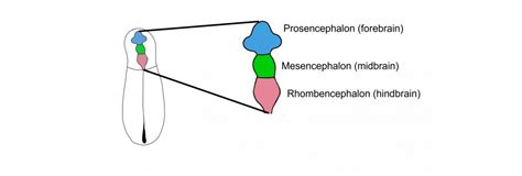 Brain Structure Differentiation Introduction To Neuroscience