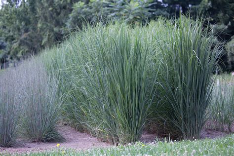 Panicum Virgatum Northwind Stonehouse Nursery