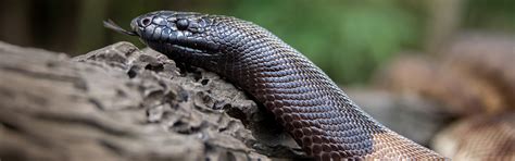 Black Headed Python Australia Zoo