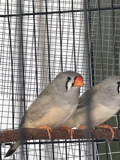 Zebra Finch Gynandromorph She Seems To Have The Spotting Along Her