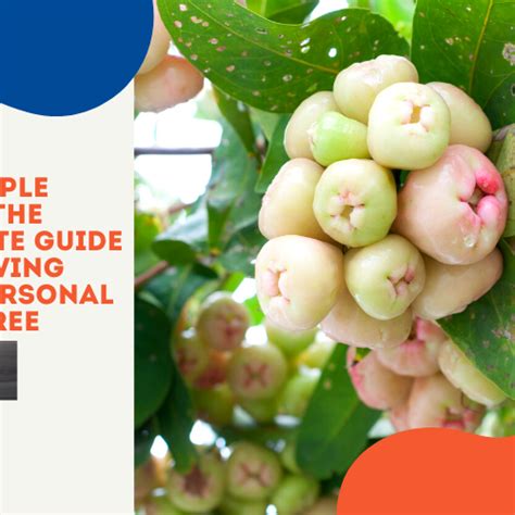 Best Gardening Tips News And Care — Tagged Java Apple Tree