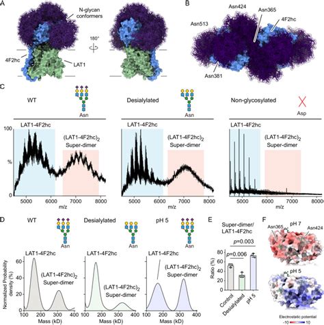The Complete Assembly Of Human Lat1 4f2hc Complex Provides Insights