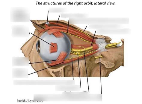 Lateral Aspect Structures Of Orbit Diagram Quizlet
