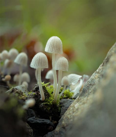 Moss Vs Algae Differences In Structure And Habitat Onestepguide