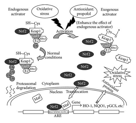 A Diagram Of Propofol Induced Activation Of Nrf2 Under Conditions Of