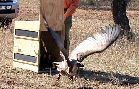 Vrystaatse Aasvoël Tuis In Die Waterberg Die Pos