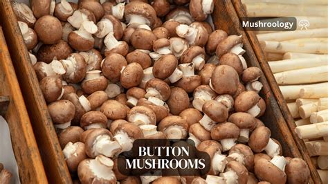 Button Mushrooms Agaricus Bisporus Guide Mushroom Growing And